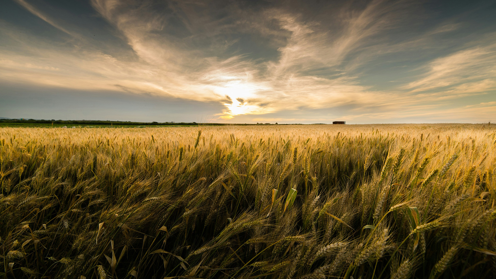 Pneu-Dart Order Form | Vitality Veterinary Services