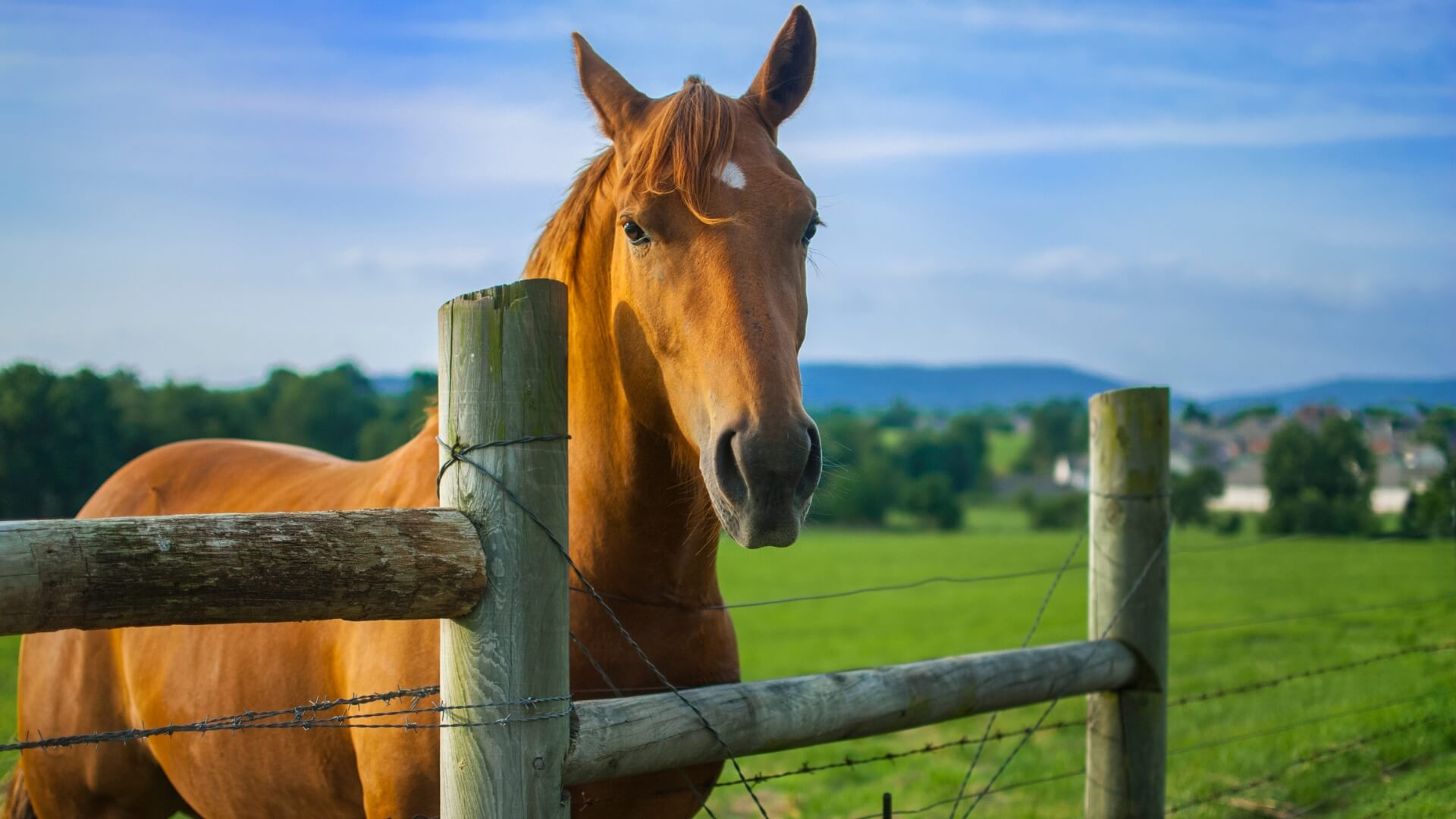 Equine Euthanasia Consent Form | Vitality Veterinary Services